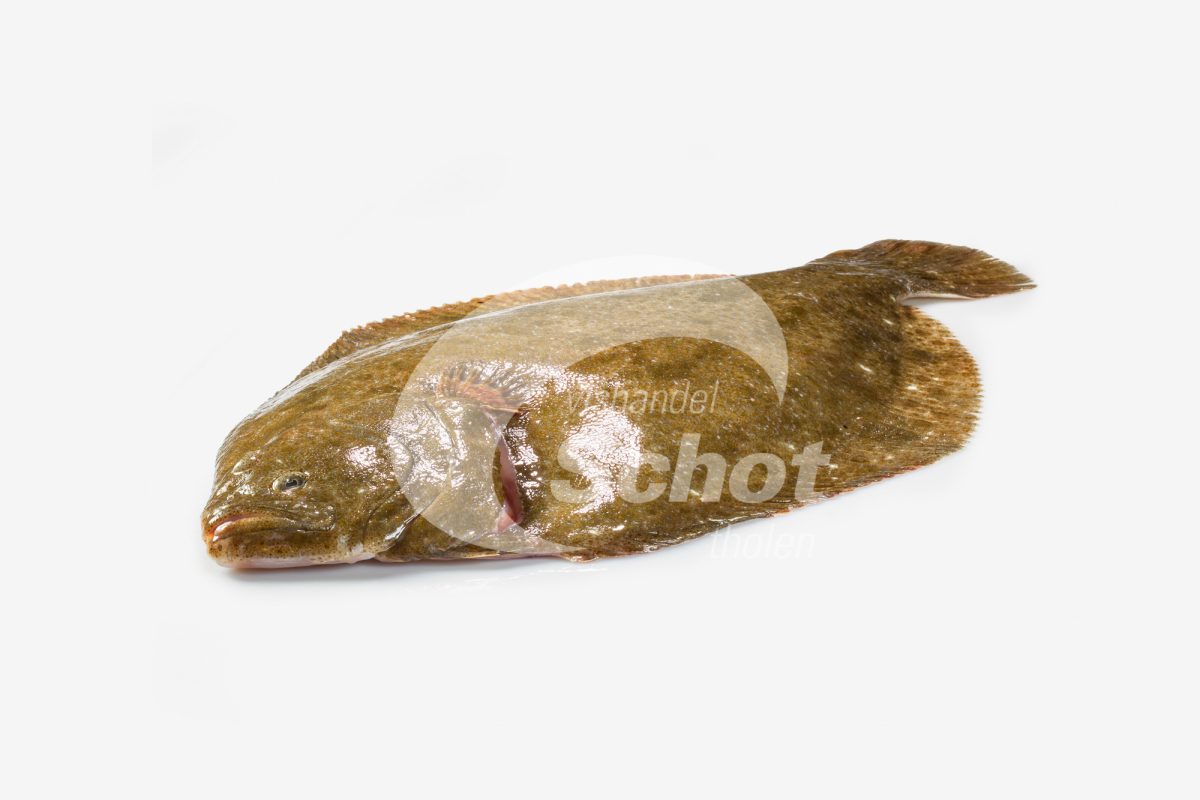 Griet - Vishandel Schot Tholen