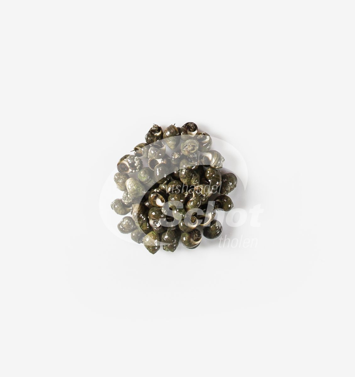 Alikruiken, kreukels - Vishandel Schot Tholen