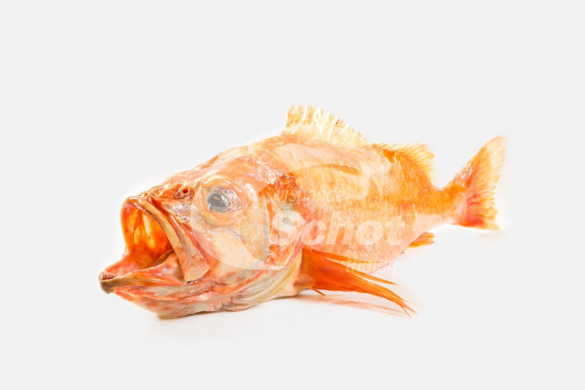 Roodbaars - Vishandel Schot Tholen