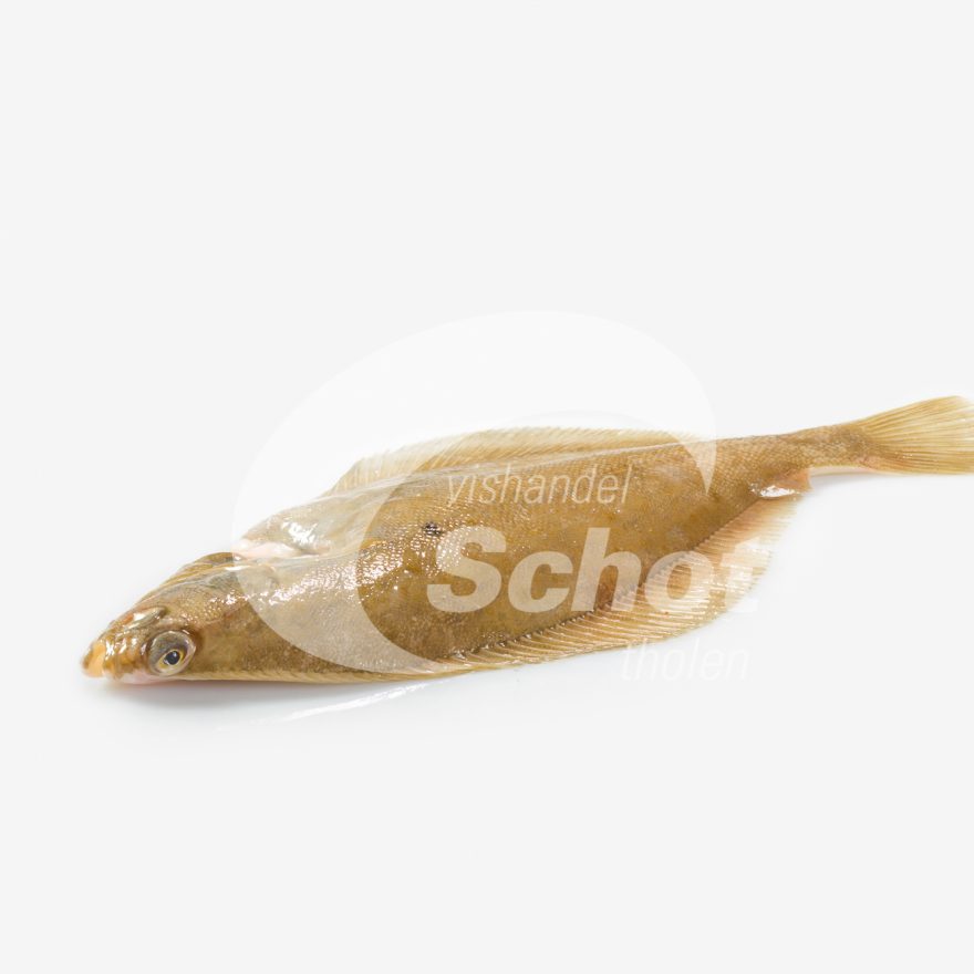 Producten Archief - Pagina 5 van 6 - Vishandel Schot Tholen