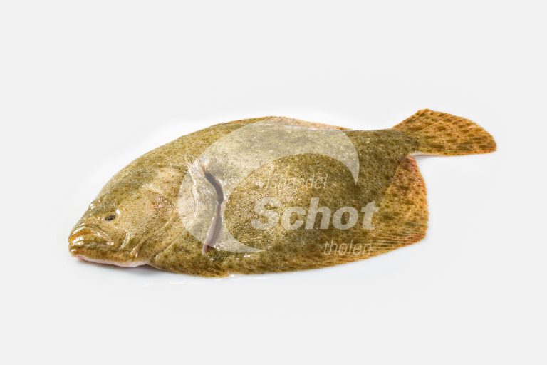 Tarbot - Vishandel Schot Tholen