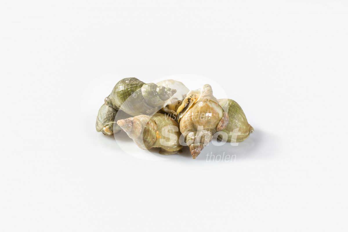 Wulken - Vishandel Schot Tholen